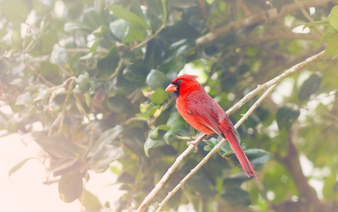 The Cardinal – Faith, Hope, and Remembrance